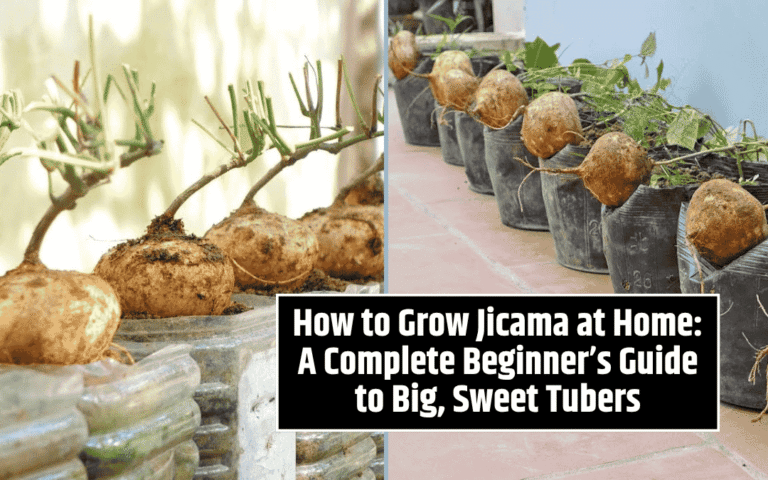 How to Grow Jicama at Home: A Complete Beginner’s Guide to Big, Sweet ...